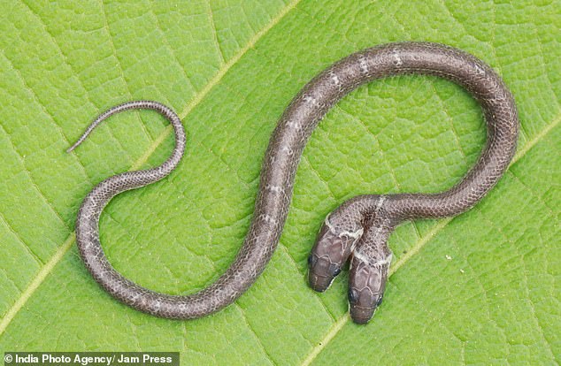 राकेशले खोजे दुई टाउके दुर्लभ सर्प, खानाको लागि दुई टाउका आपसमा ...