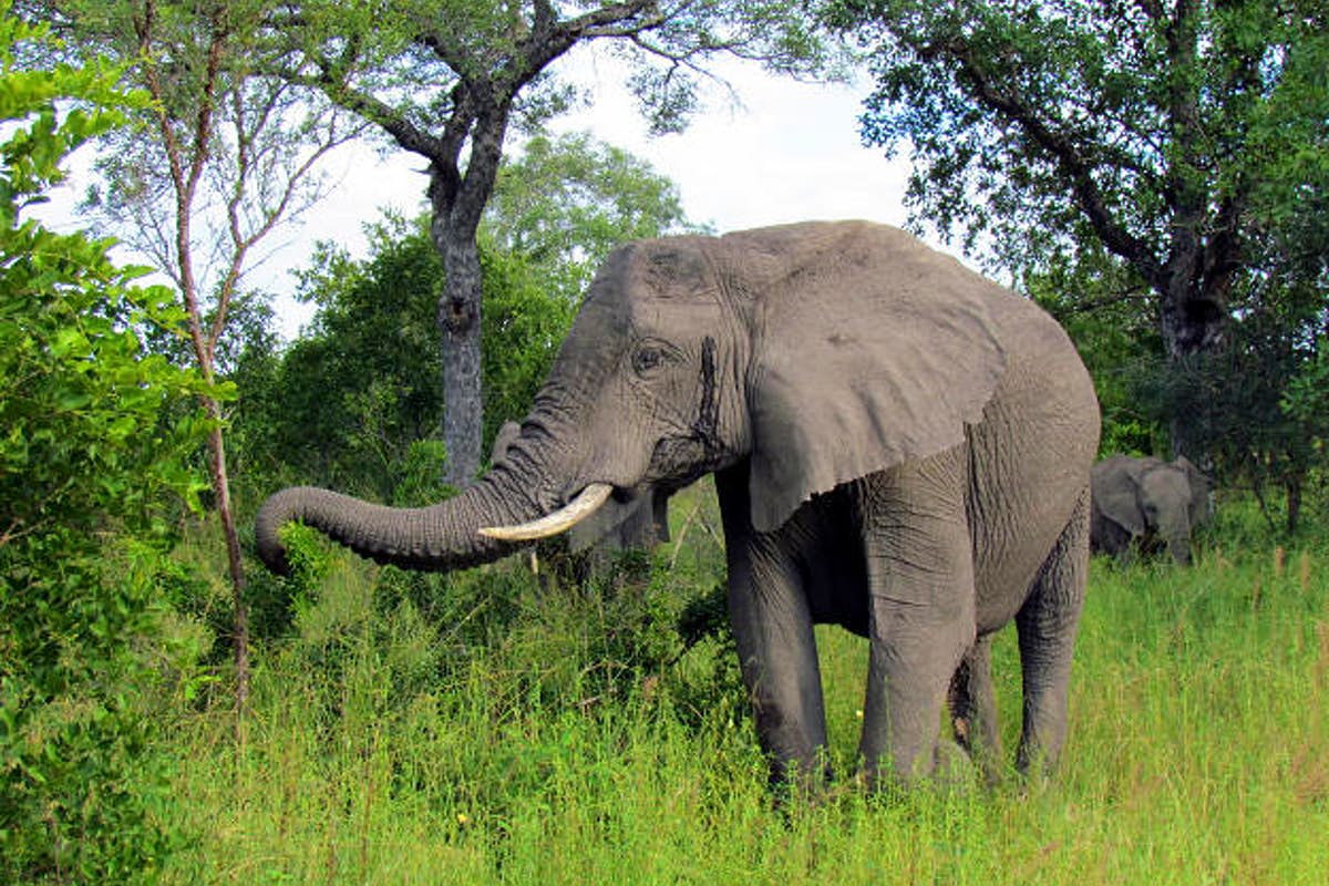 रिसाएको हात्तीले पूरै खेत तहसनहस पार्‍यो तर एउटा मात्र बोटलाई किन ...