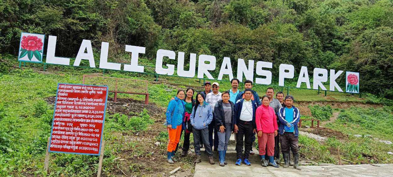 घोडेपानीमा गुराँस ‘पार्क’ – Dcnepal